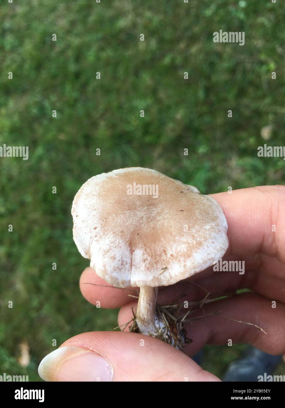 Fragrant Funnel (Clitocybe fragrans) Fungi Stock Photo - Alamy