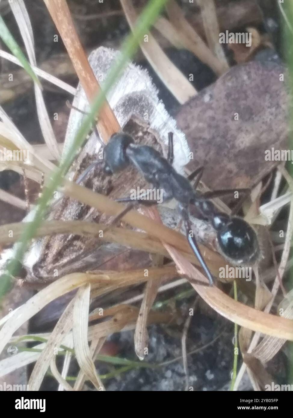 Inch Ant (Myrmecia pyriformis) Insecta Stock Photo - Alamy