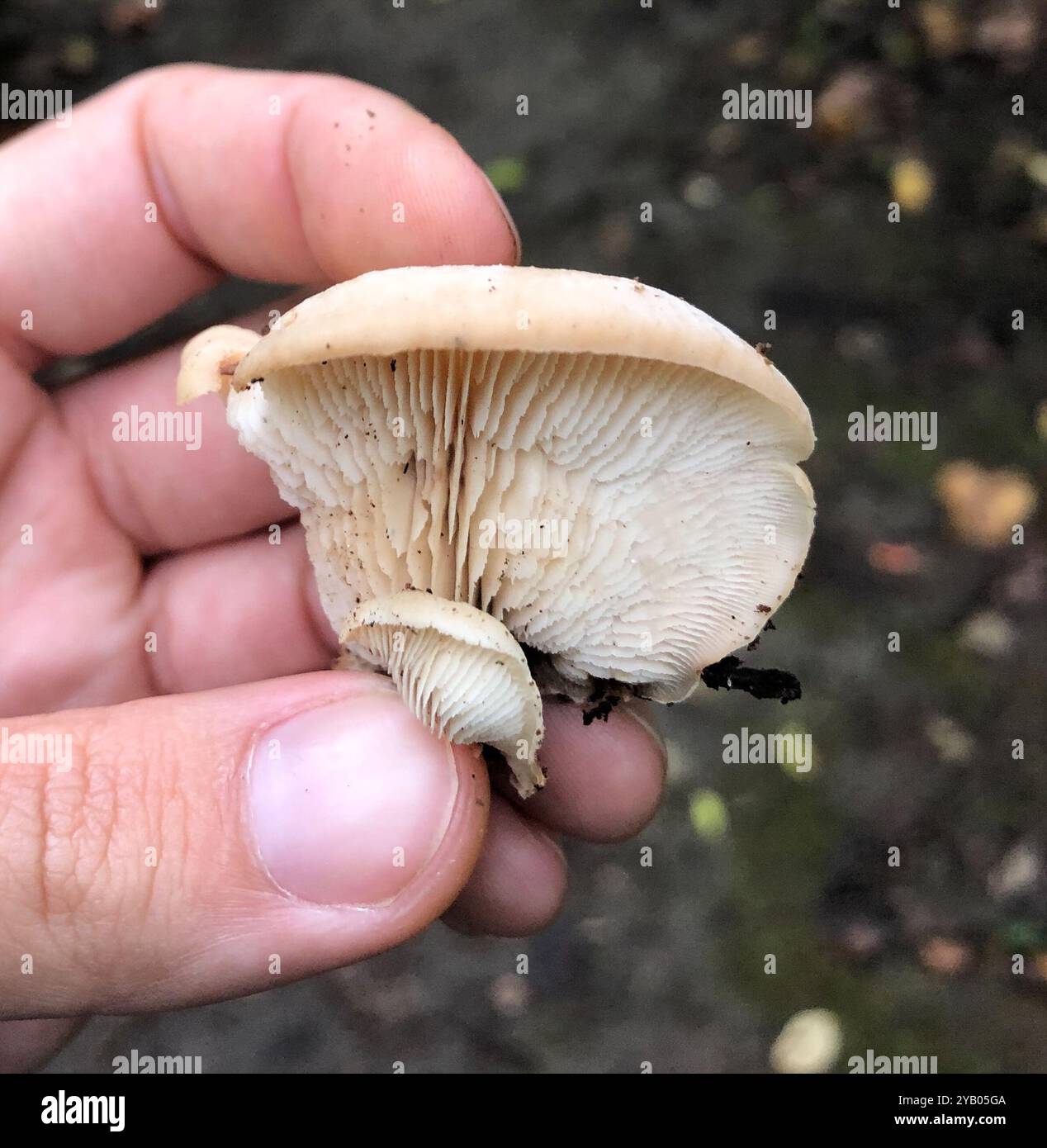 bear lentinus (Lentinellus ursinus) Fungi Stock Photo - Alamy