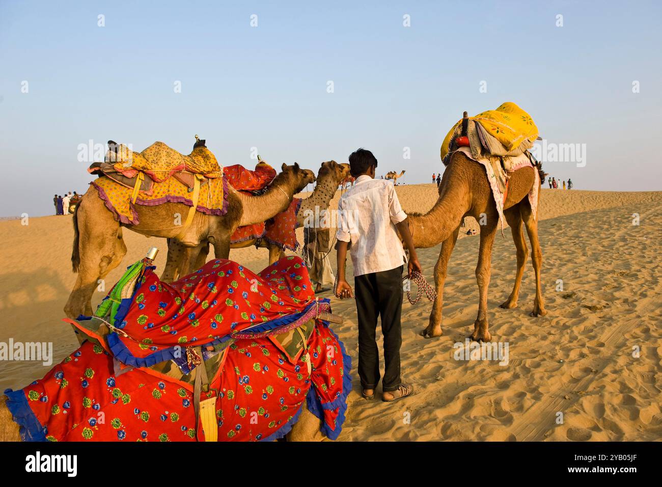 India, Rajasthan, Jaisalmer, Camel Ride Stock Photo - Alamy