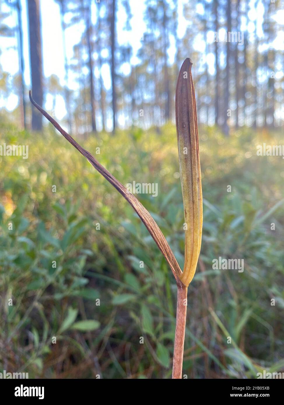 large spreading pogonia (Cleistesiopsis divaricata) Plantae Stock Photo ...