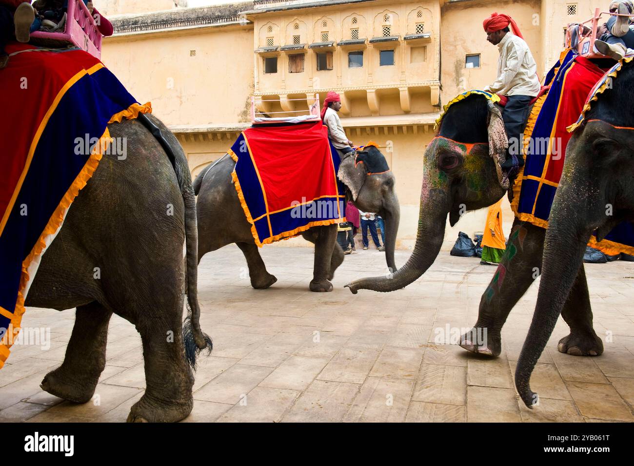 India, Rajasthan, Jaipur, Amber Place and Fort, elephants Stock Photo ...