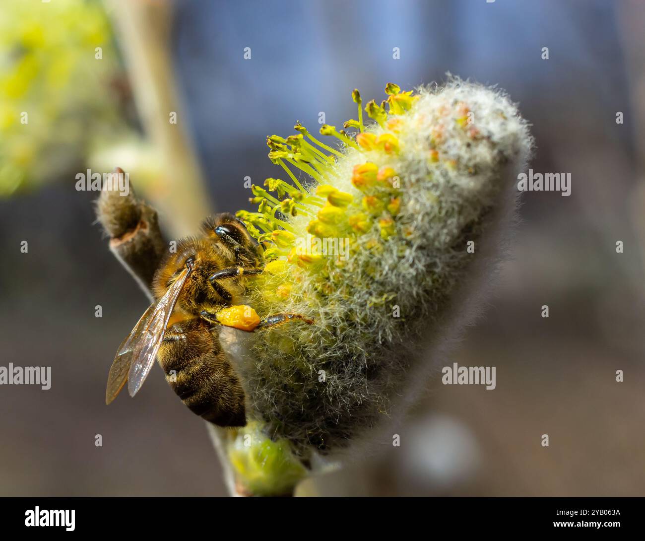 A bee on a branch of a blooming willow Stock Photo - Alamy