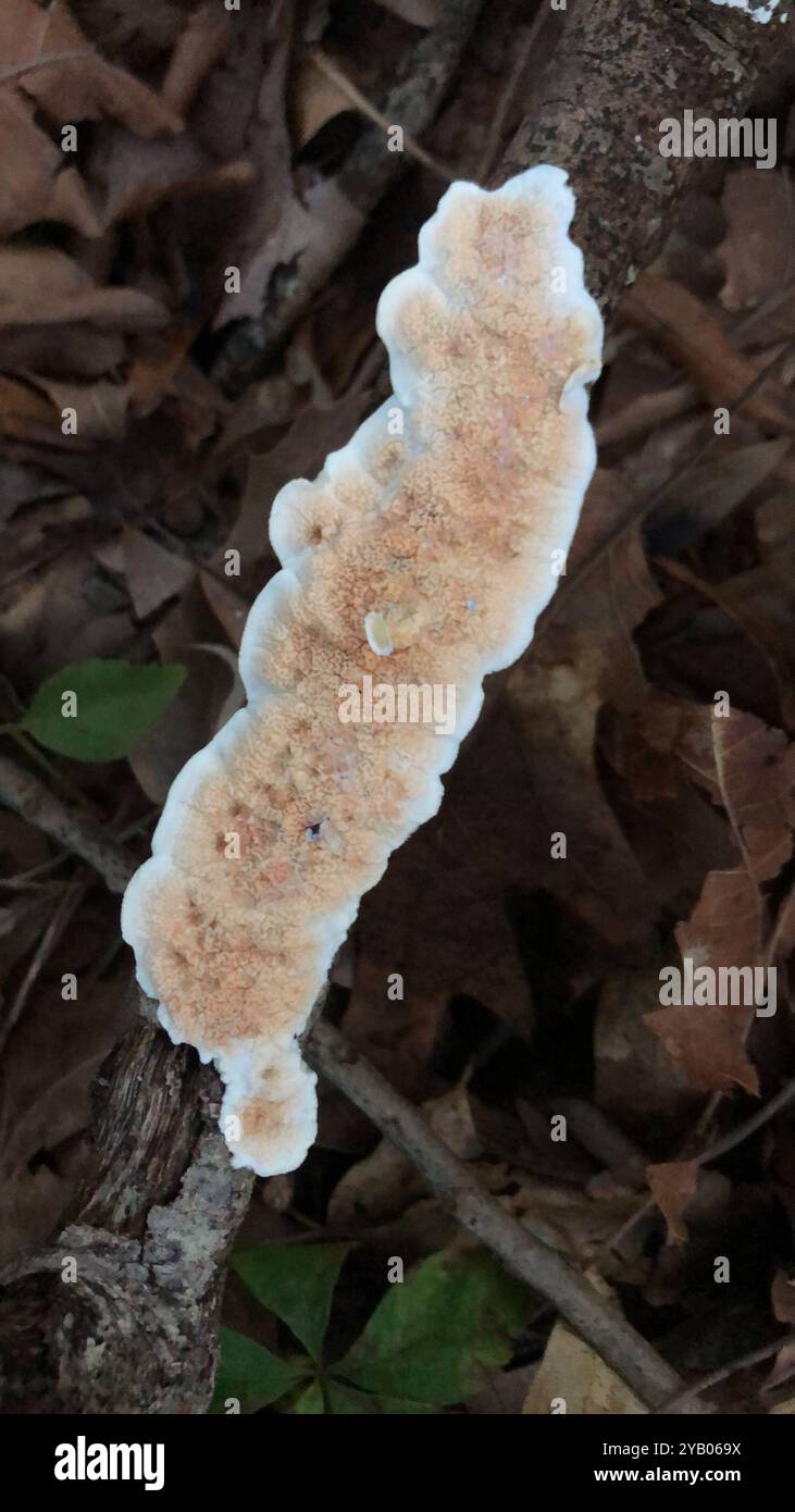 Milk-white Toothed Polypore (Irpex lacteus) Fungi Stock Photo - Alamy