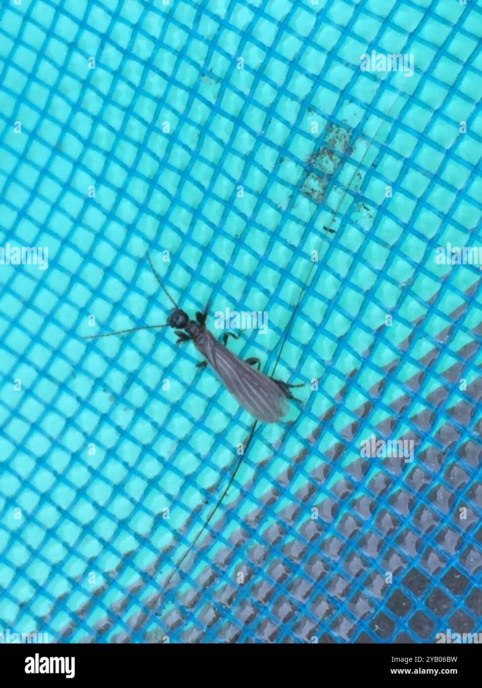 Webspinners (Embioptera) Insecta Stock Photo - Alamy