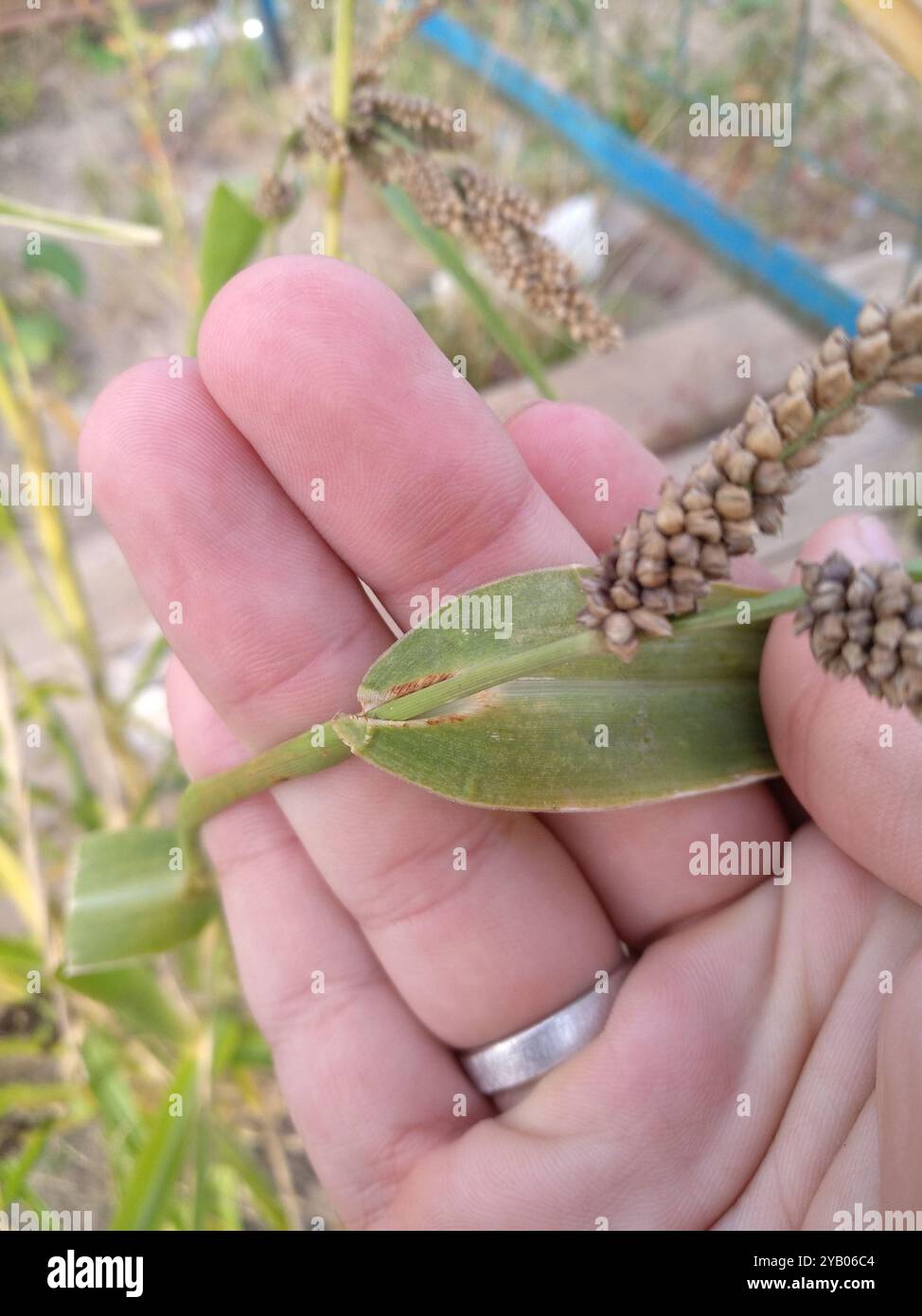 Japanese Millet (Echinochloa esculenta) Plantae Stock Photo - Alamy