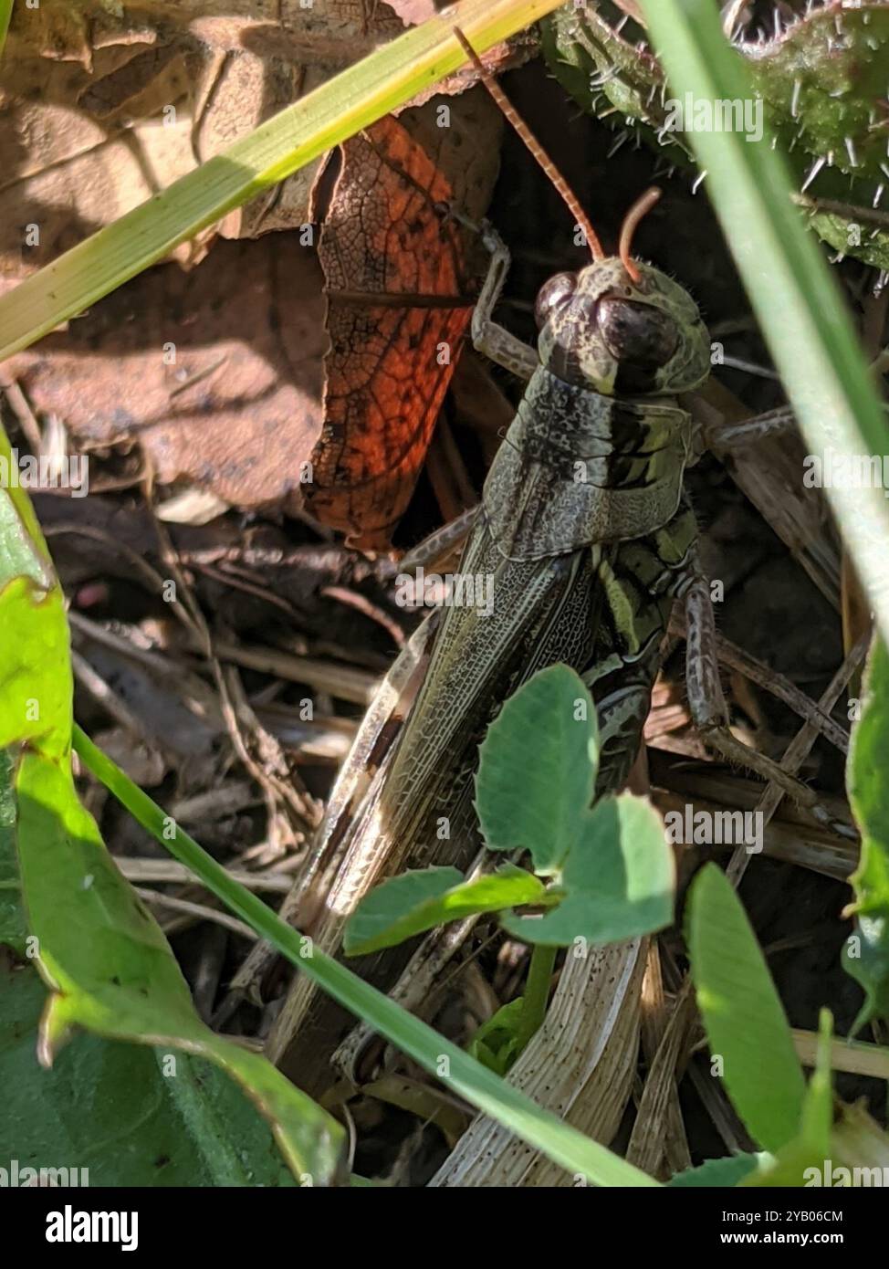 Red-legged Grasshopper (Melanoplus femurrubrum) Insecta Stock Photo - Alamy