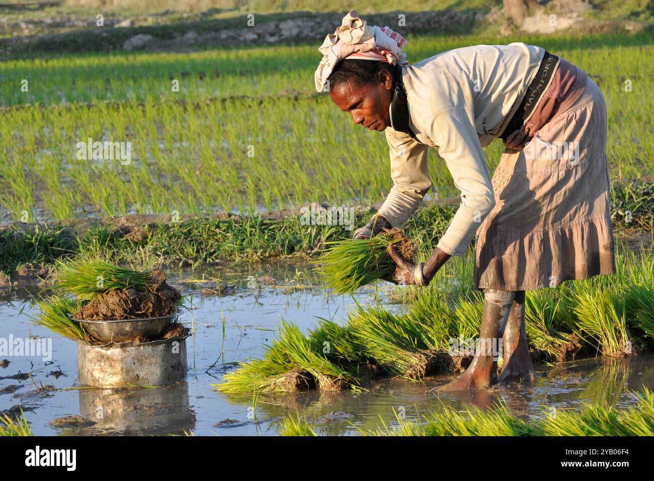 India, Assam, field rice Stock Photo - Alamy