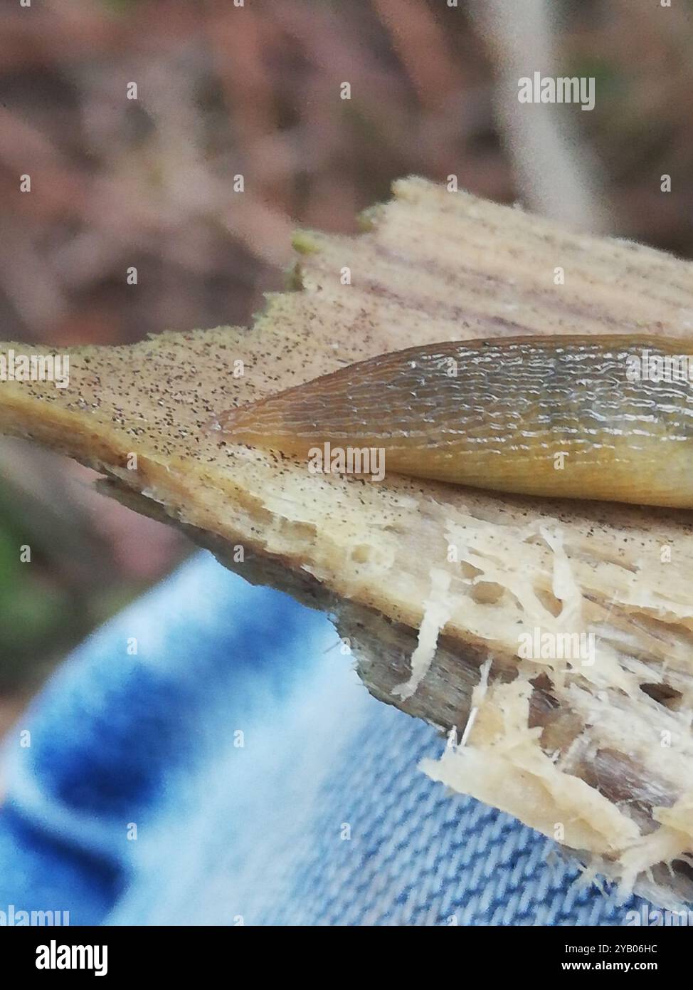 Lemon Slug (Malacolimax tenellus) Mollusca Stock Photo - Alamy