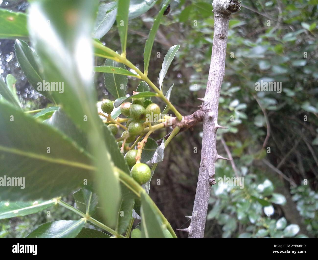 Small knobwood (Zanthoxylum capense) Plantae Stock Photo - Alamy