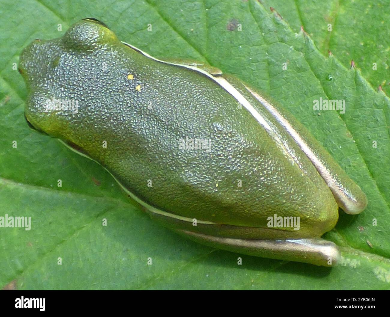 Green Treefrog (Hyla cinerea) Amphibia Stock Photo - Alamy