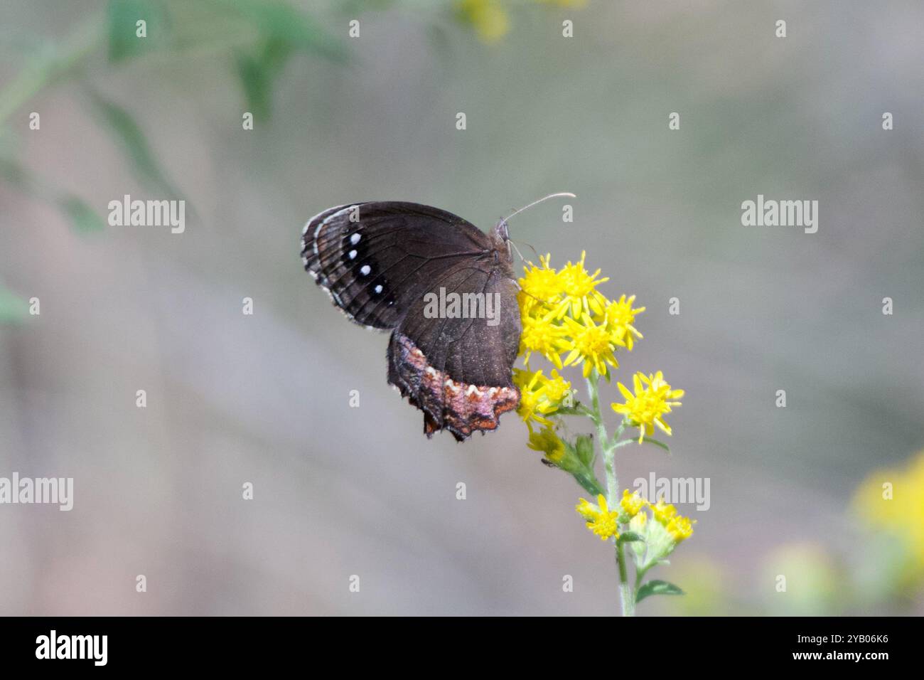 Red-bordered Satyr (Gyrocheilus patrobas) Insecta Stock Photo - Alamy
