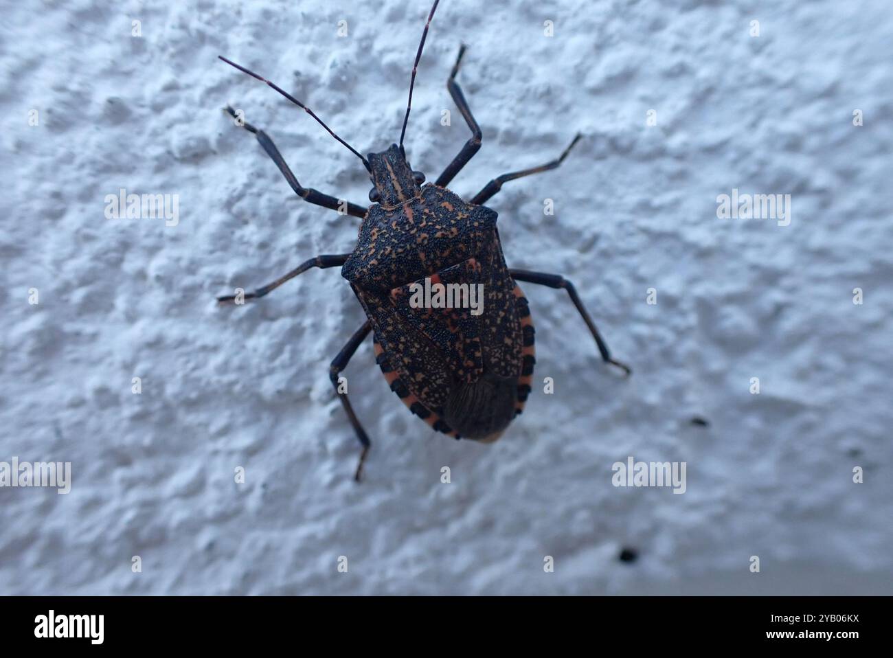 Almond Stink Bug (Apodiphus amygdali) Insecta Stock Photo - Alamy