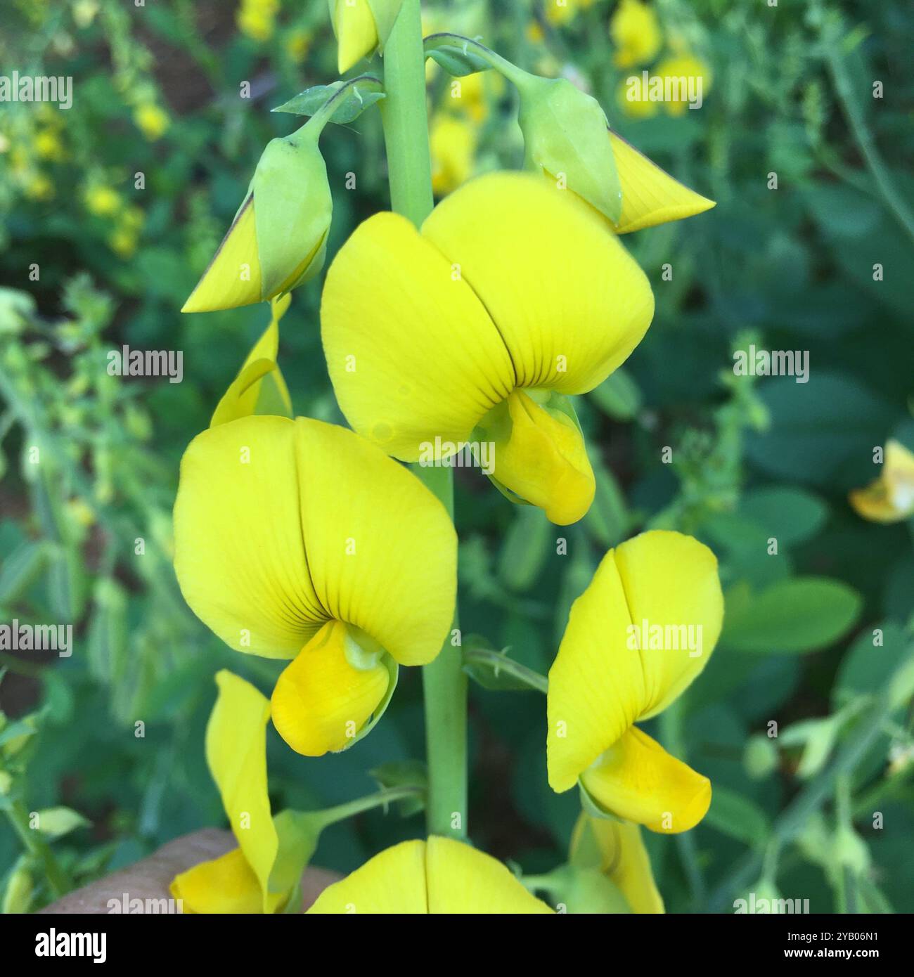 Showy Rattlebox (Crotalaria spectabilis) Plantae Stock Photo - Alamy