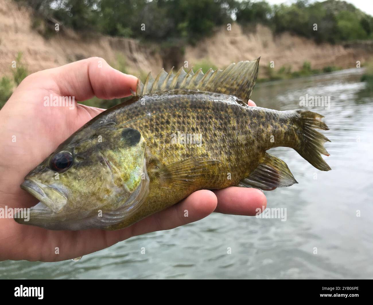 Warmouth (Lepomis gulosus) Actinopterygii Stock Photo - Alamy