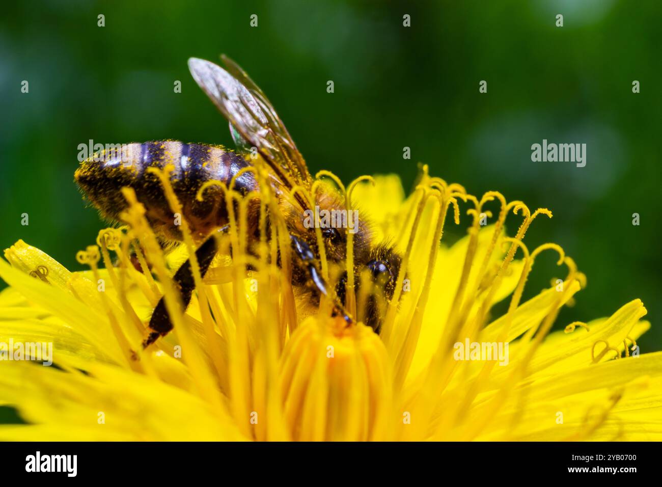A bee collects pollen near a flower. A bee flies over a flower in a ...