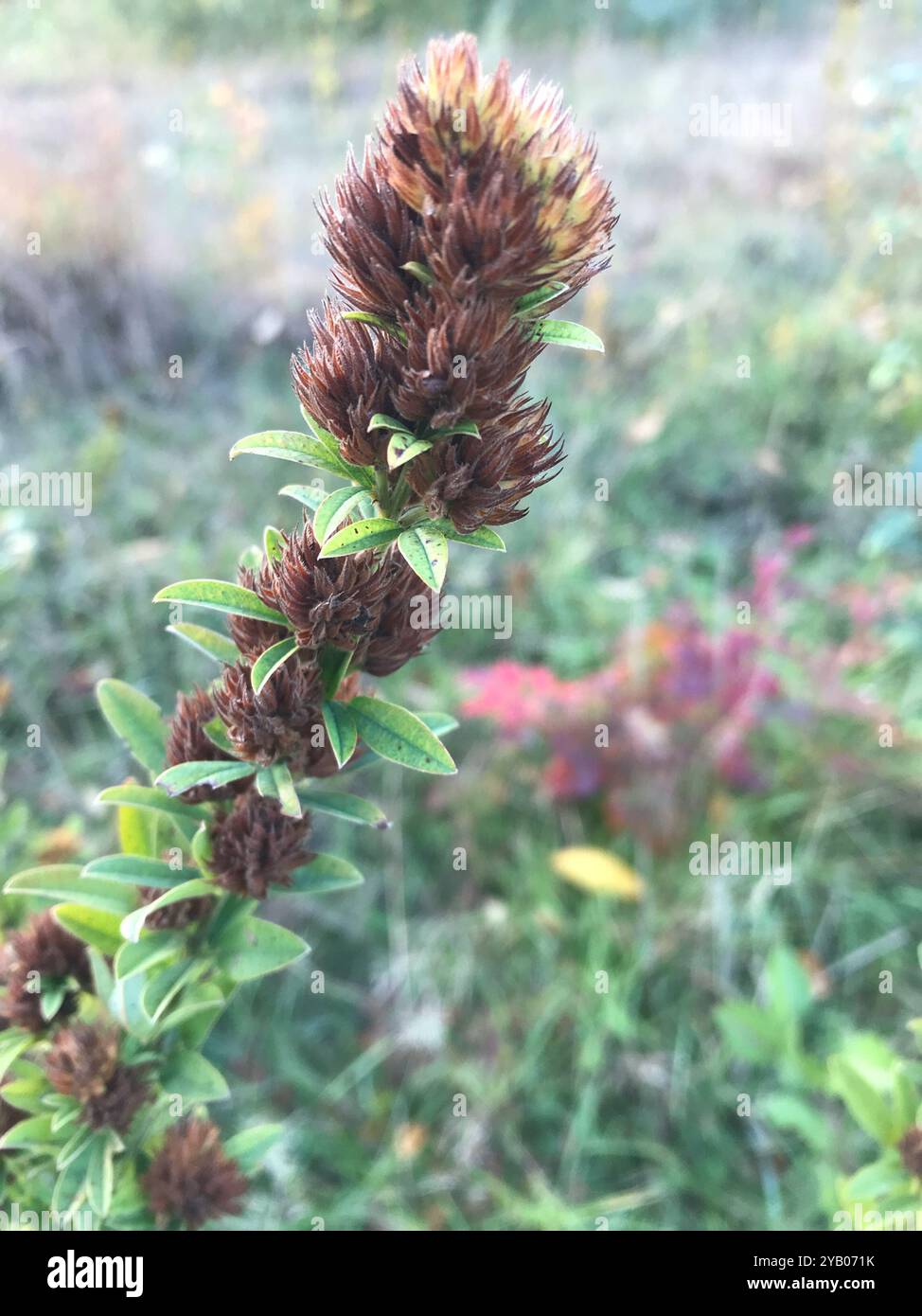 round-headed bush clover (Lespedeza capitata) Plantae Stock Photo - Alamy