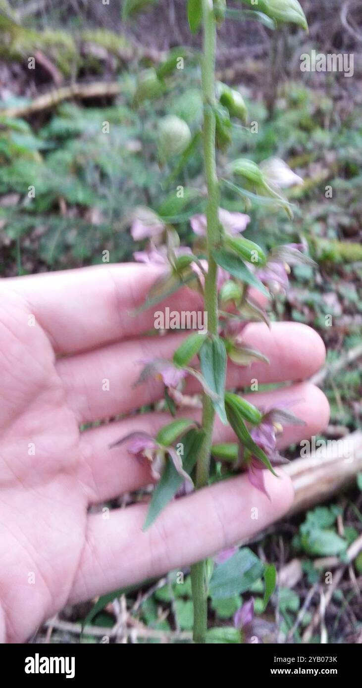 Broad-leaved helleborine (Epipactis helleborine) Plantae Stock Photo ...