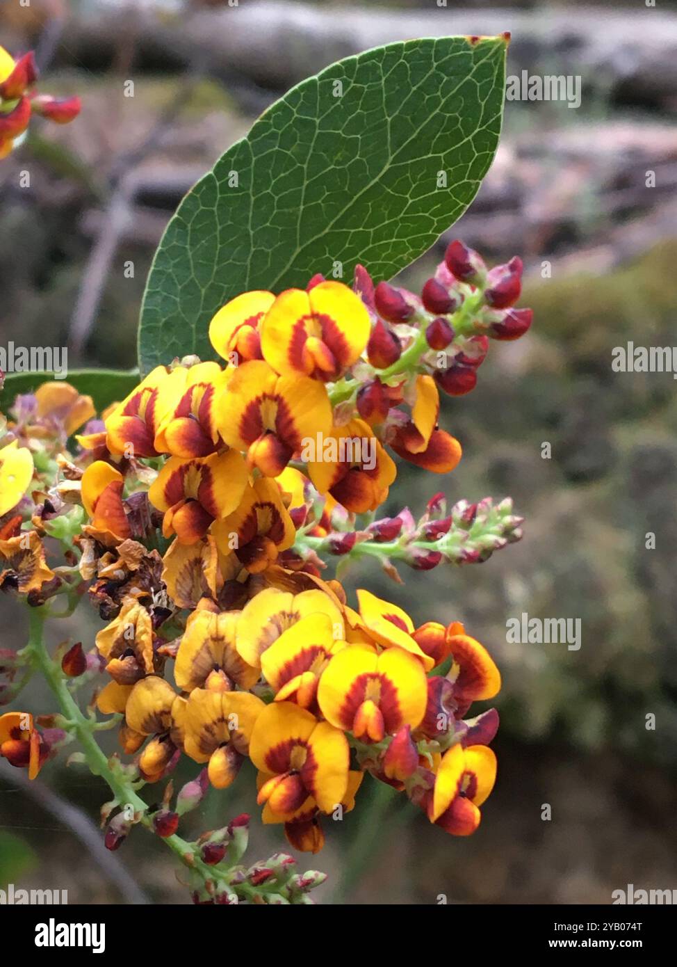 hop bitter-pea (Daviesia latifolia) Plantae Stock Photo - Alamy