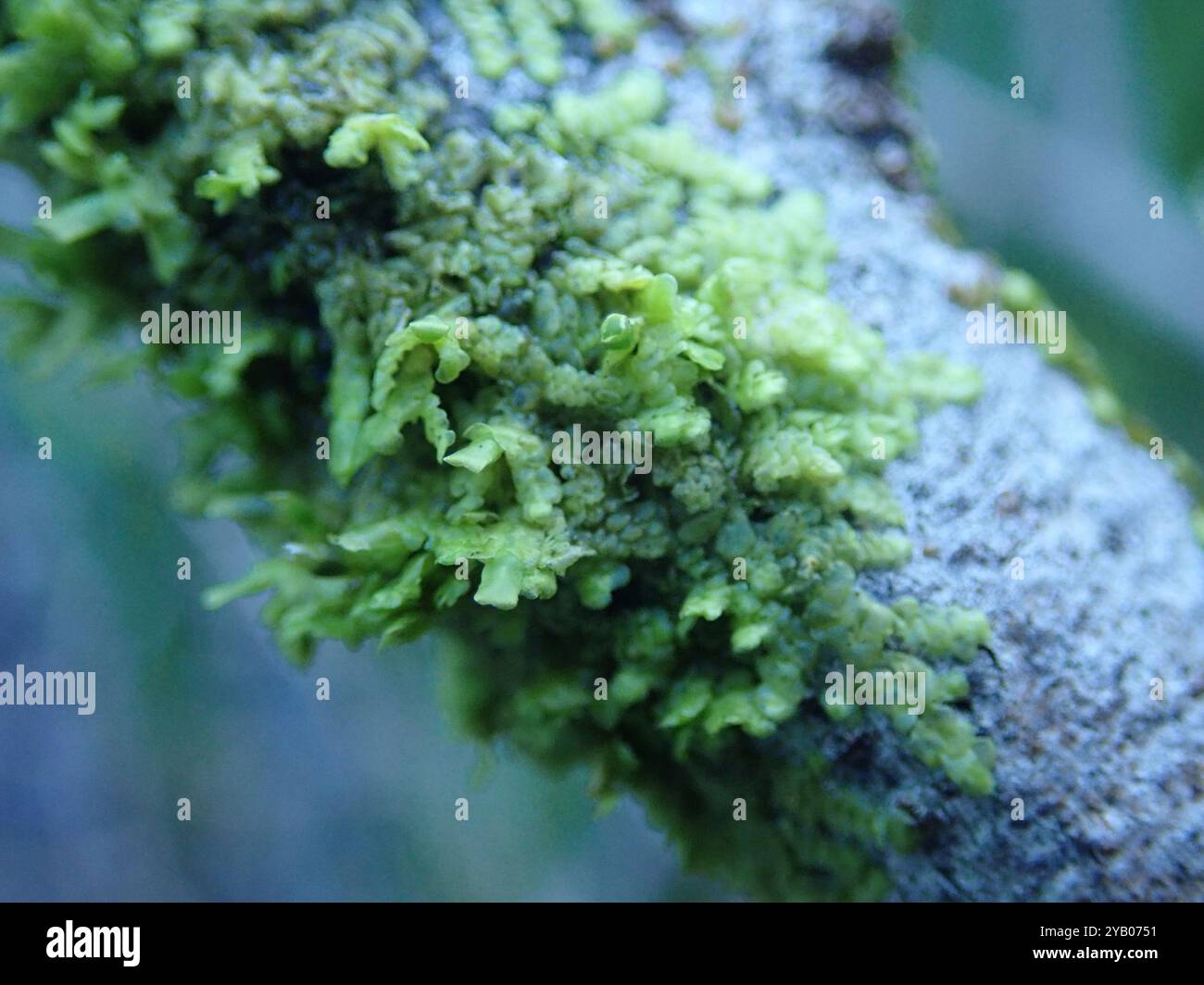 Flat-leaved Scalewort (Radula complanata) Plantae Stock Photo - Alamy