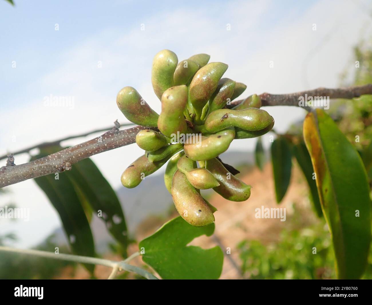 (Xylopia aromatica) Plantae Stock Photo - Alamy
