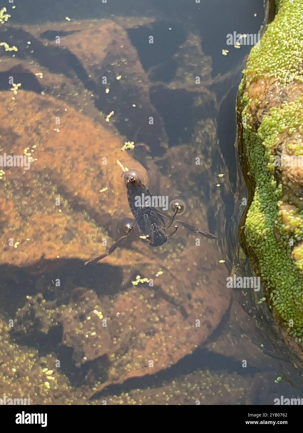 Water Bugs (Nepomorpha) Insecta Stock Photo - Alamy