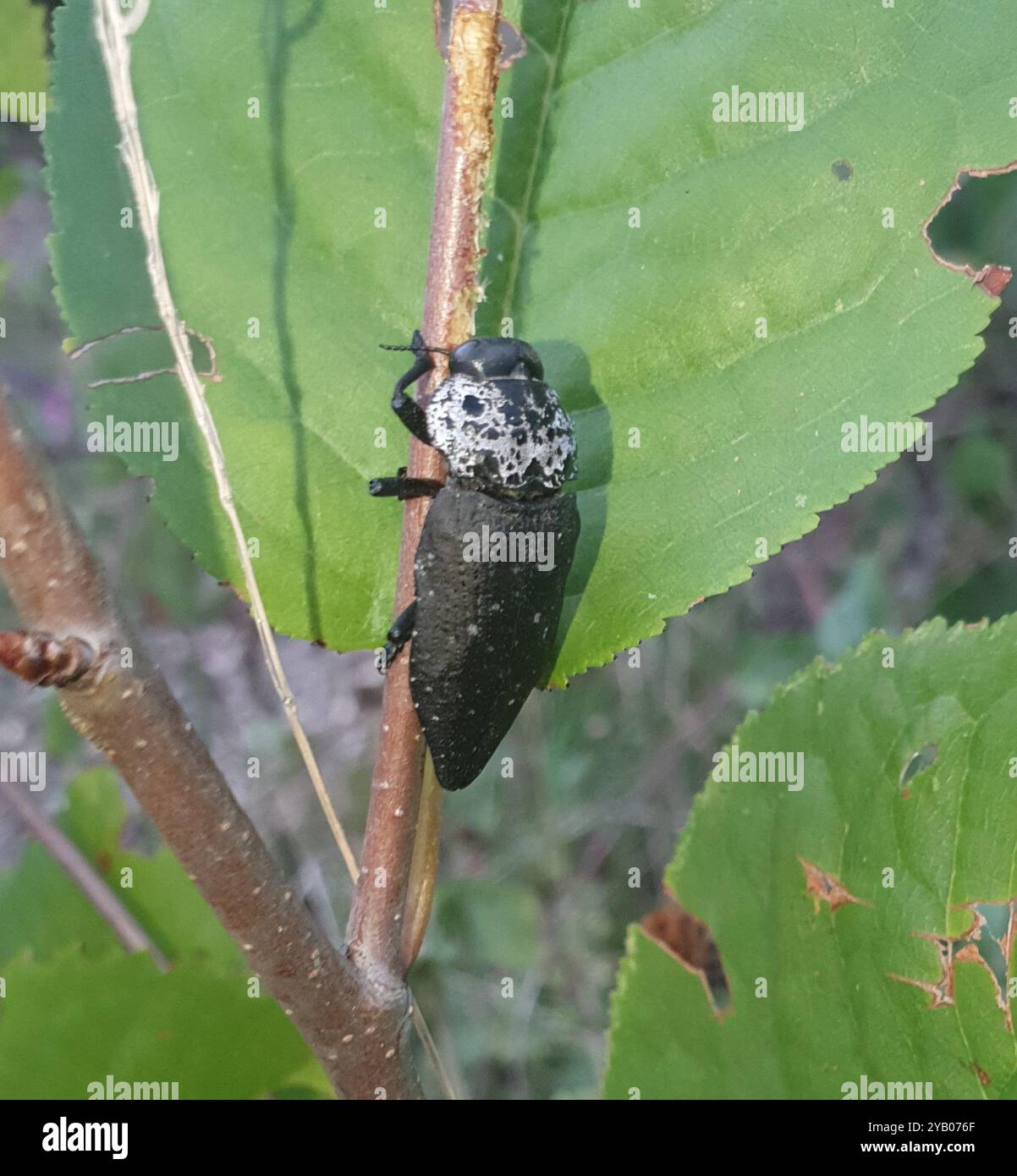 Flat-headed Root-borer (Capnodis tenebrionis) Insecta Stock Photo - Alamy