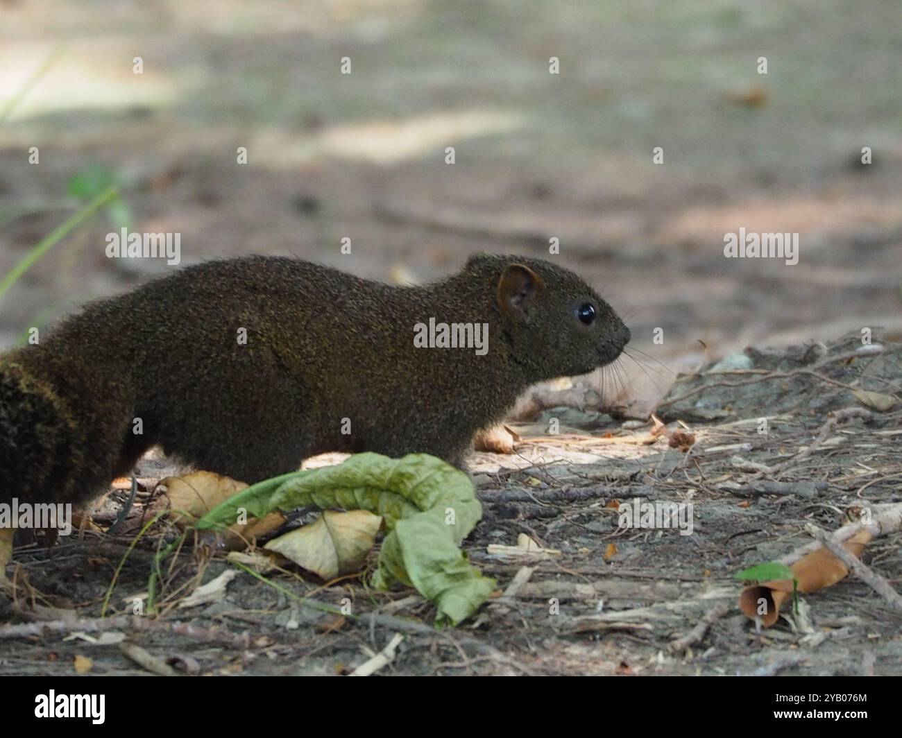 Taiwan Squirrel (Callosciurus erythraeus thaiwanensis) Mammalia Stock ...