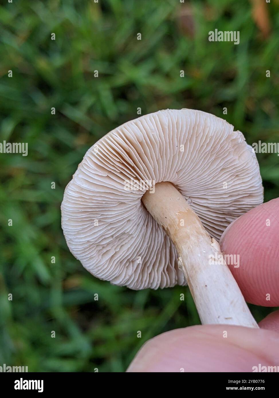 White Dapperling (Leucoagaricus leucothites) Fungi Stock Photo - Alamy