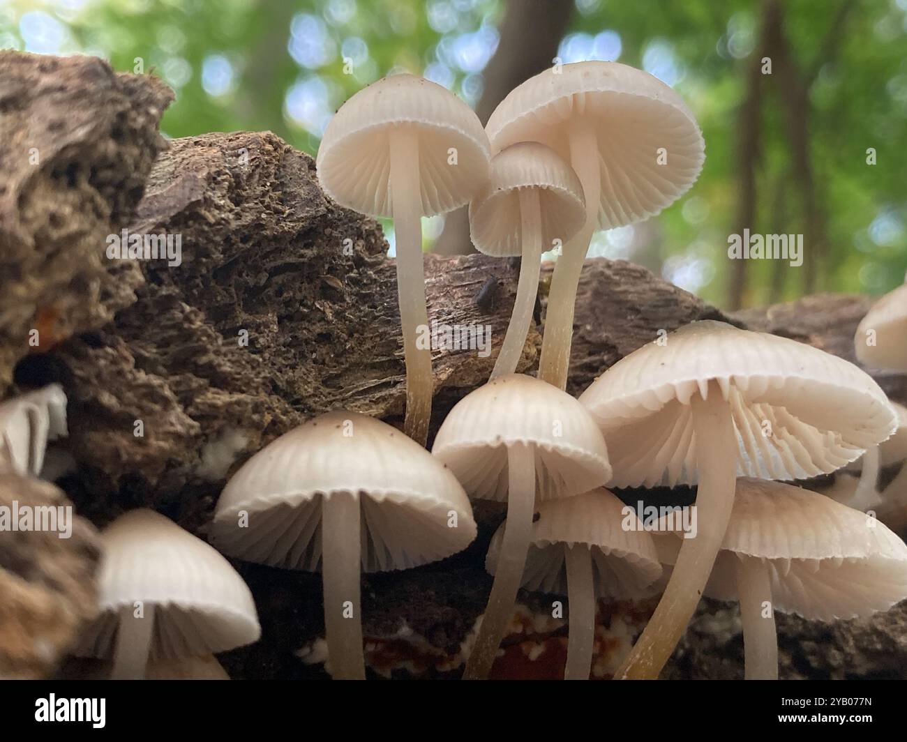 common bonnet (Mycena galericulata) Fungi Stock Photo - Alamy