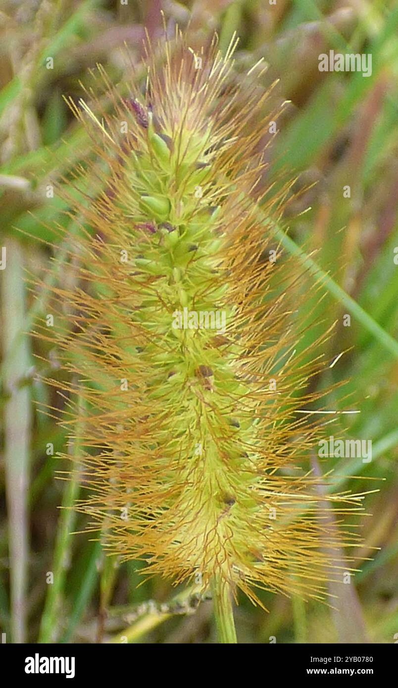 knotroot bristlegrass (Setaria parviflora) Plantae Stock Photo - Alamy