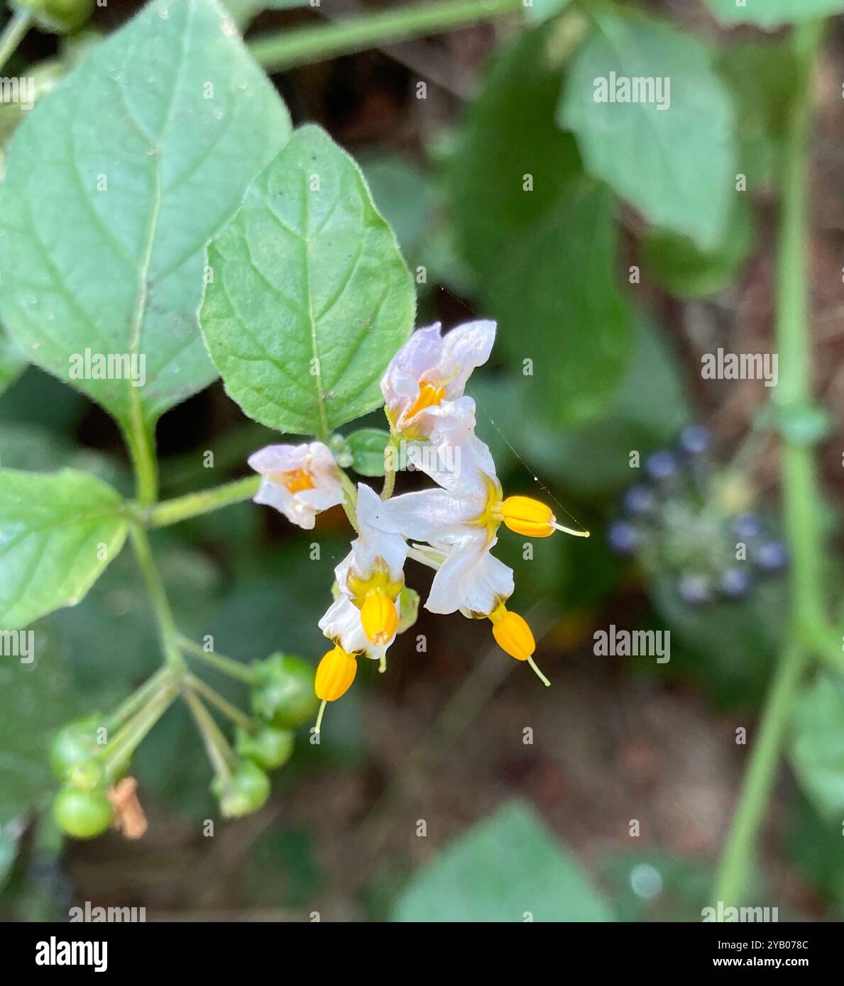 greenspot nightshade (Solanum douglasii) Plantae Stock Photo - Alamy