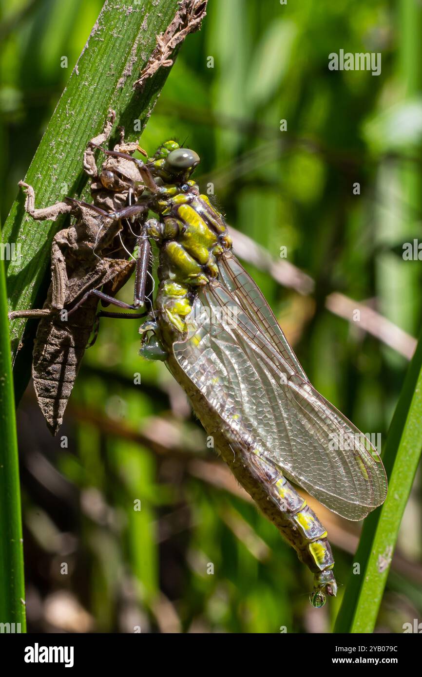 Larval dragonfly grey shell. Nymphal exuvia of Gomphus vulgatissimus ...