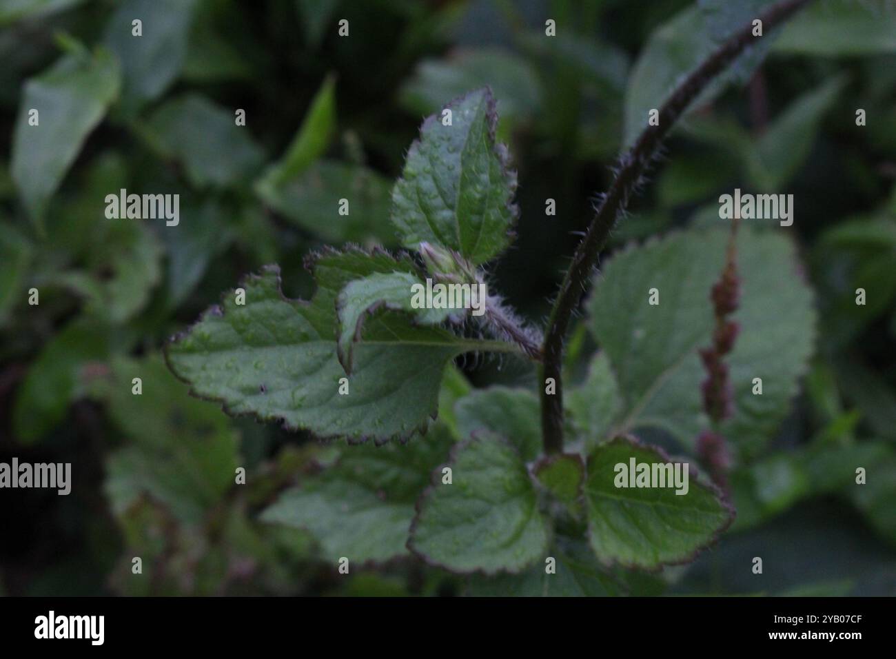billygoat weed (Ageratum conyzoides) Plantae Stock Photo - Alamy
