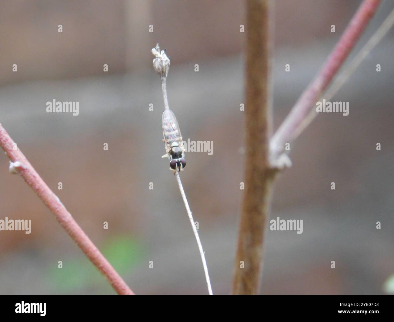 Streaktails (Allograpta) Insecta Stock Photo - Alamy