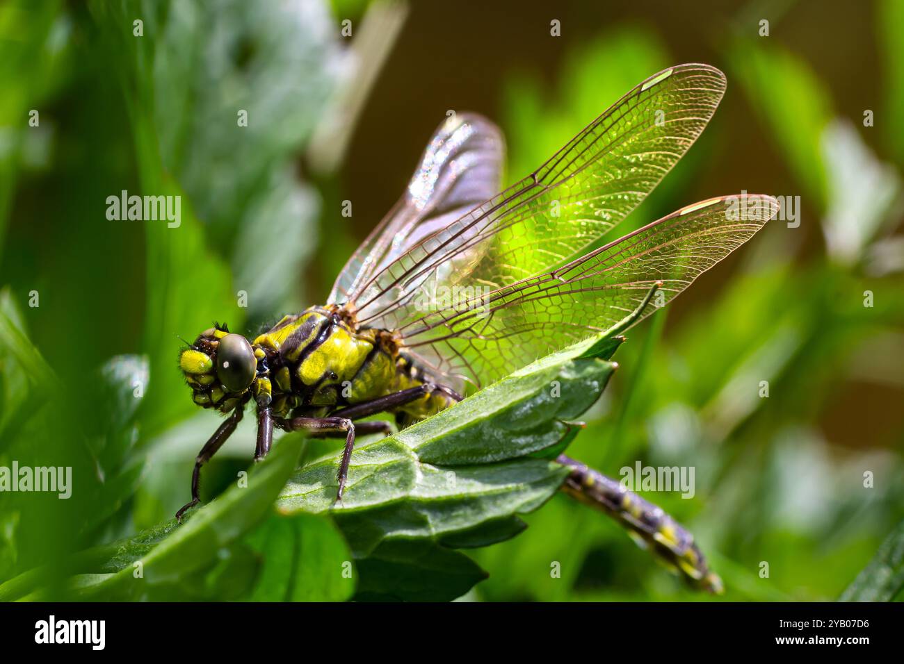Dragonfly Gomphus vulgatissimus in front of green background macro shot ...