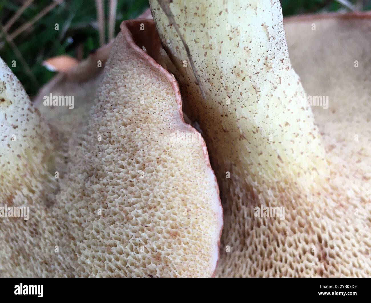 Butterball (Suillus weaverae) Fungi Stock Photo - Alamy