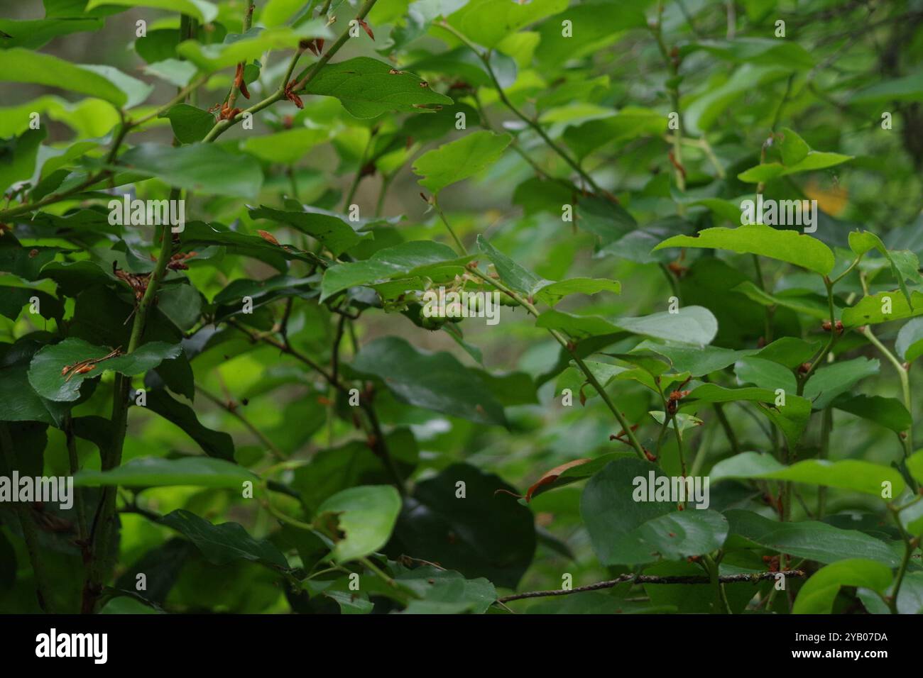 salal (Gaultheria shallon) Plantae Stock Photo - Alamy