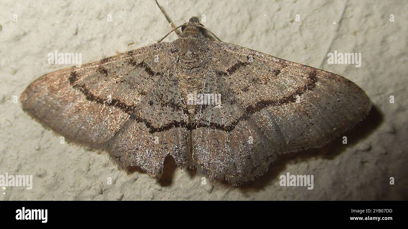 Geometer Moths (Geometridae) Insecta Stock Photo - Alamy