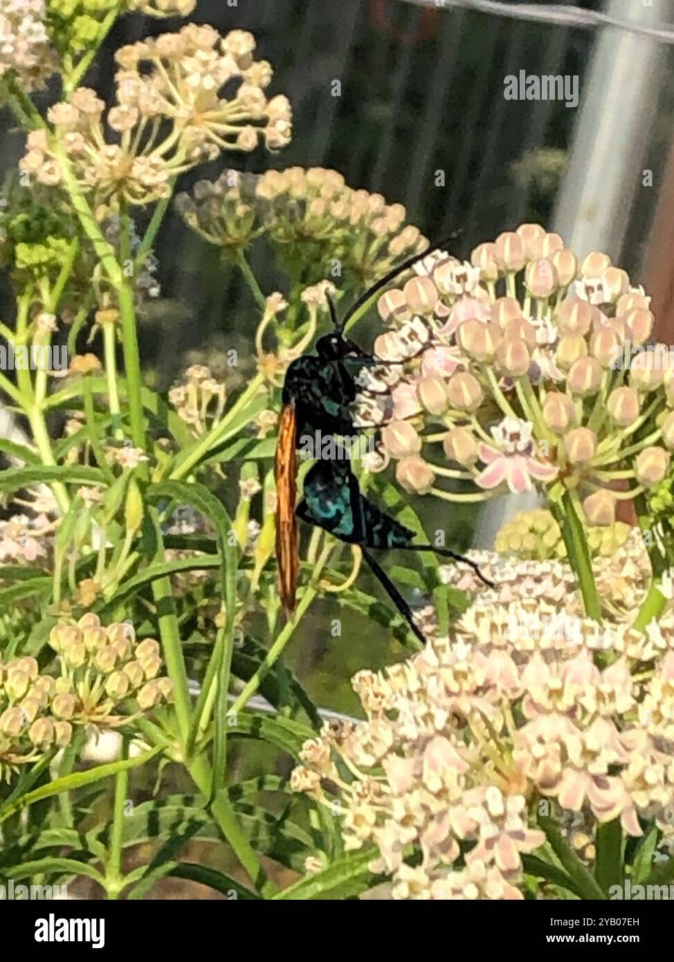 Thisbe's Tarantula-hawk Wasp (Pepsis thisbe) Insecta Stock Photo - Alamy