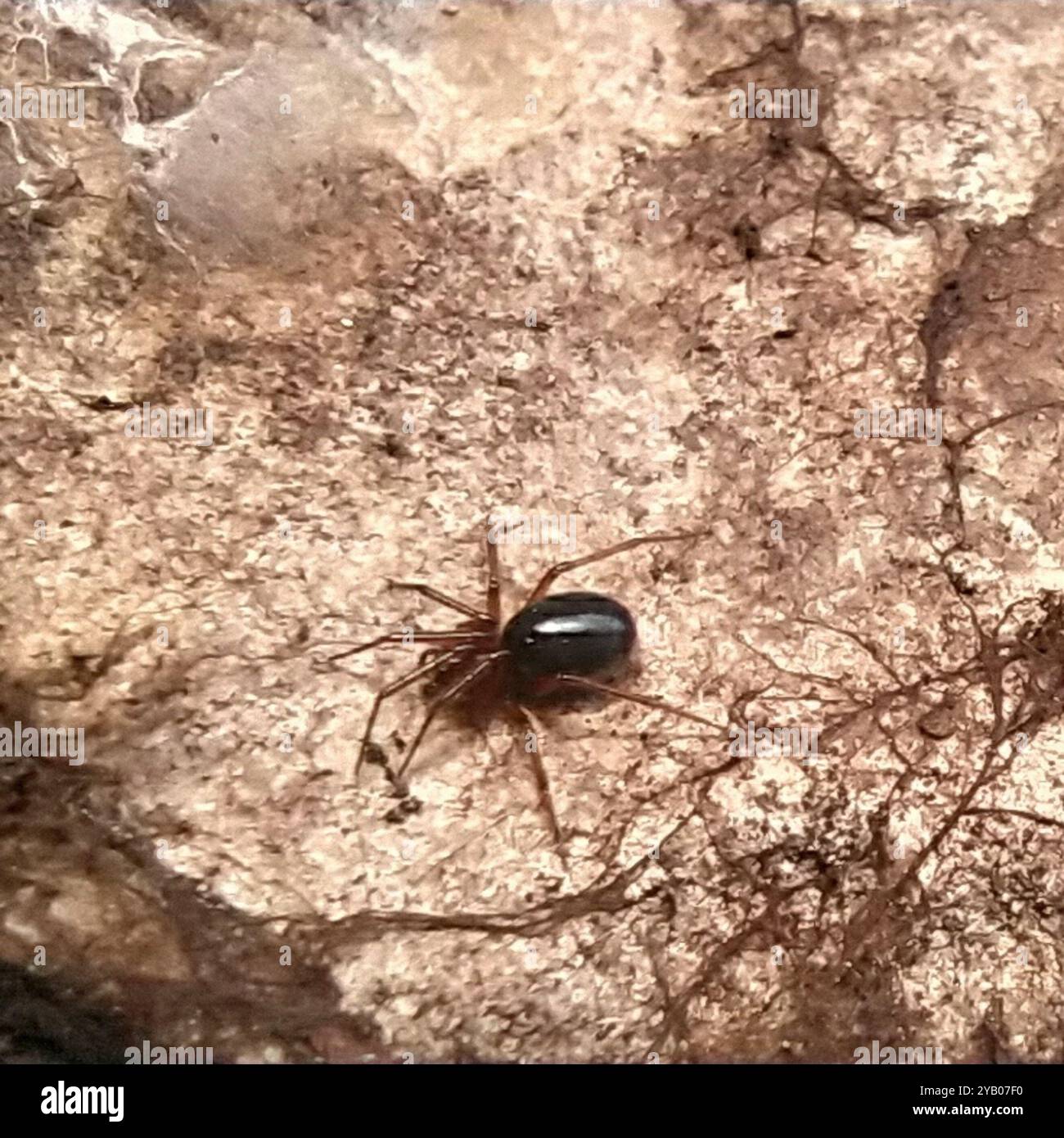 Sheetweb and Dwarf Weavers (Linyphiidae) Arachnida Stock Photo - Alamy