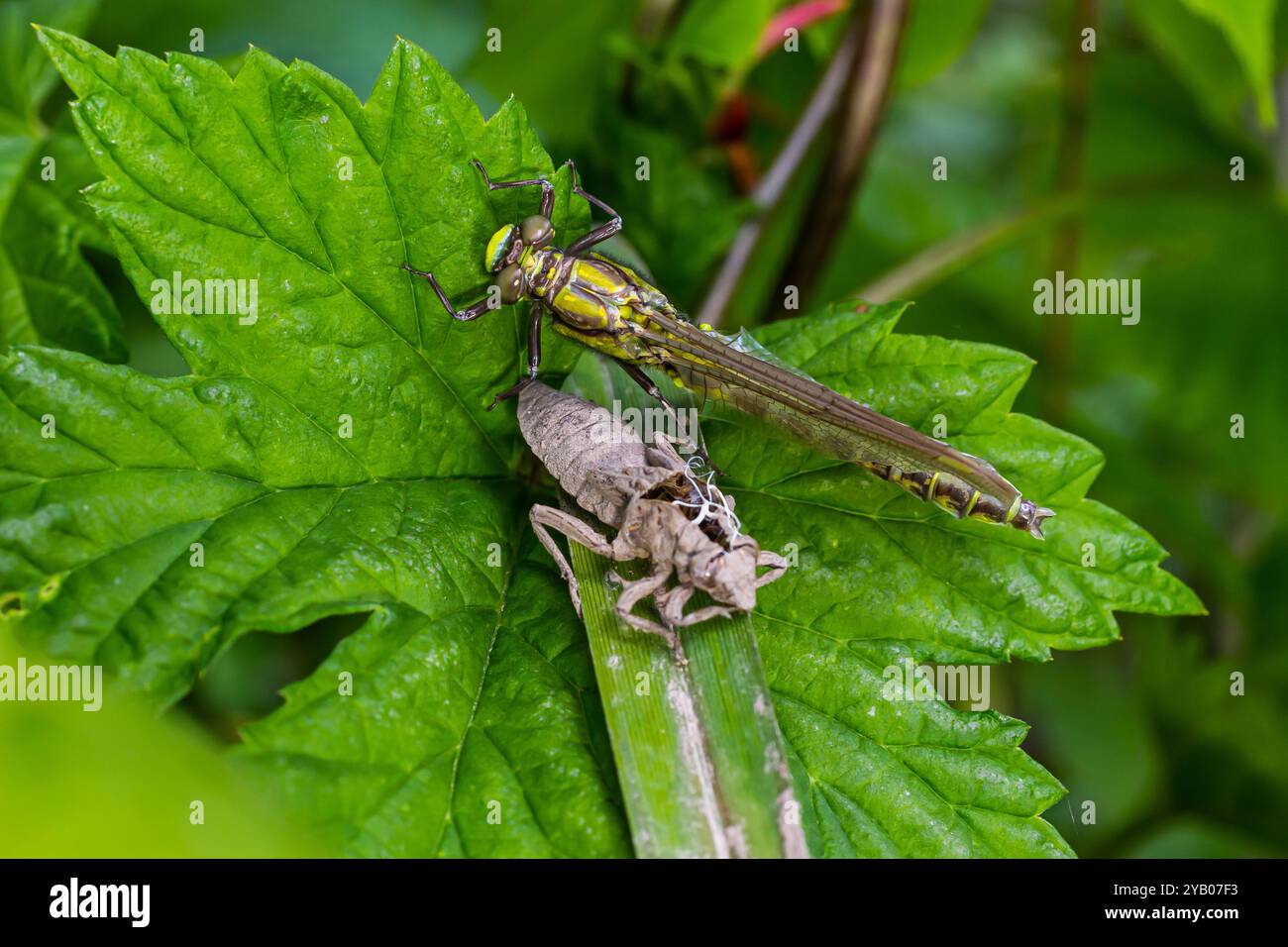 Larval dragonfly grey shell. Nymphal exuvia of Gomphus vulgatissimus ...