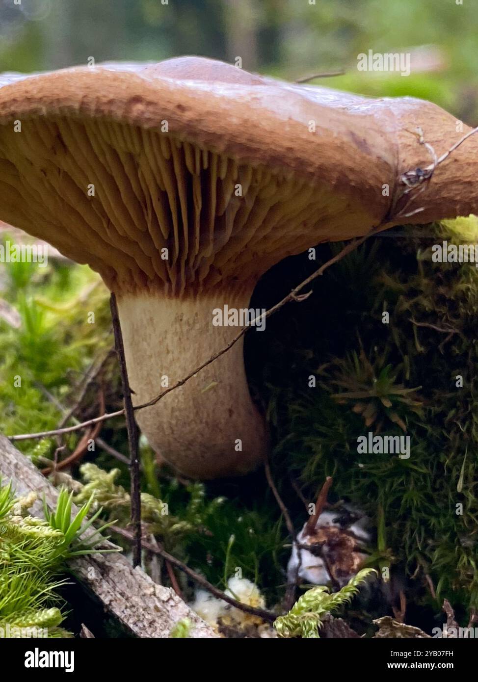 Brown Roll-Rim (Paxillus involutus) Fungi Stock Photo - Alamy