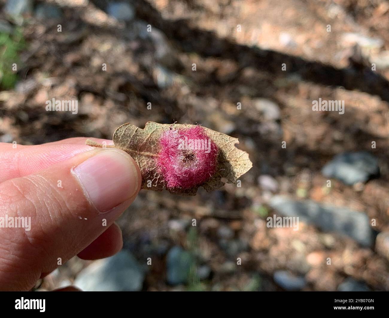 (Cynips quercusnubila) Insecta Stock Photo - Alamy