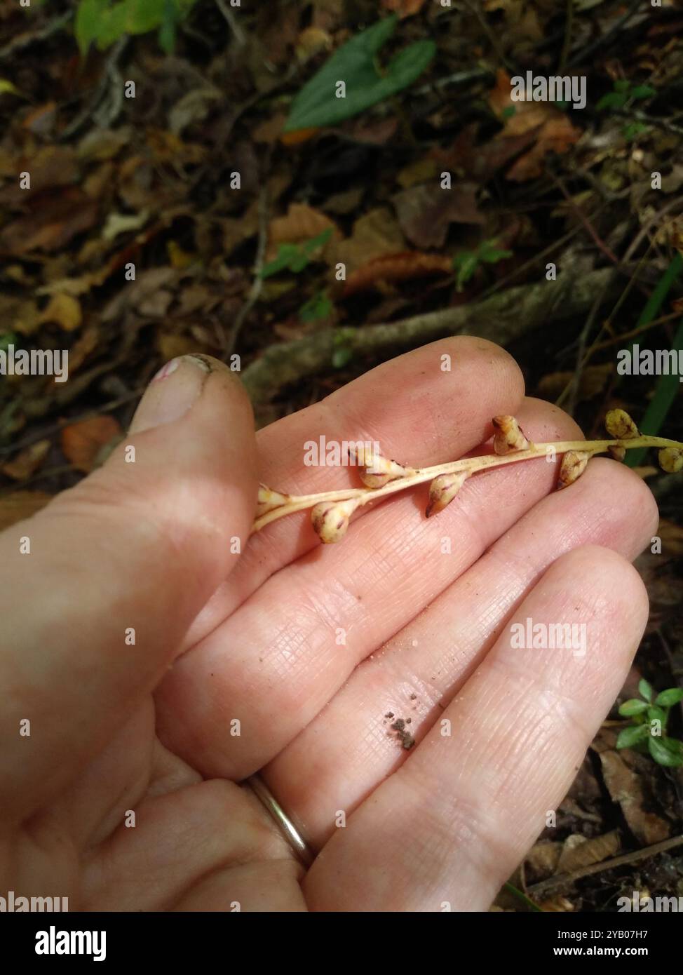 Beechdrops (Epifagus virginiana) Plantae Stock Photo - Alamy