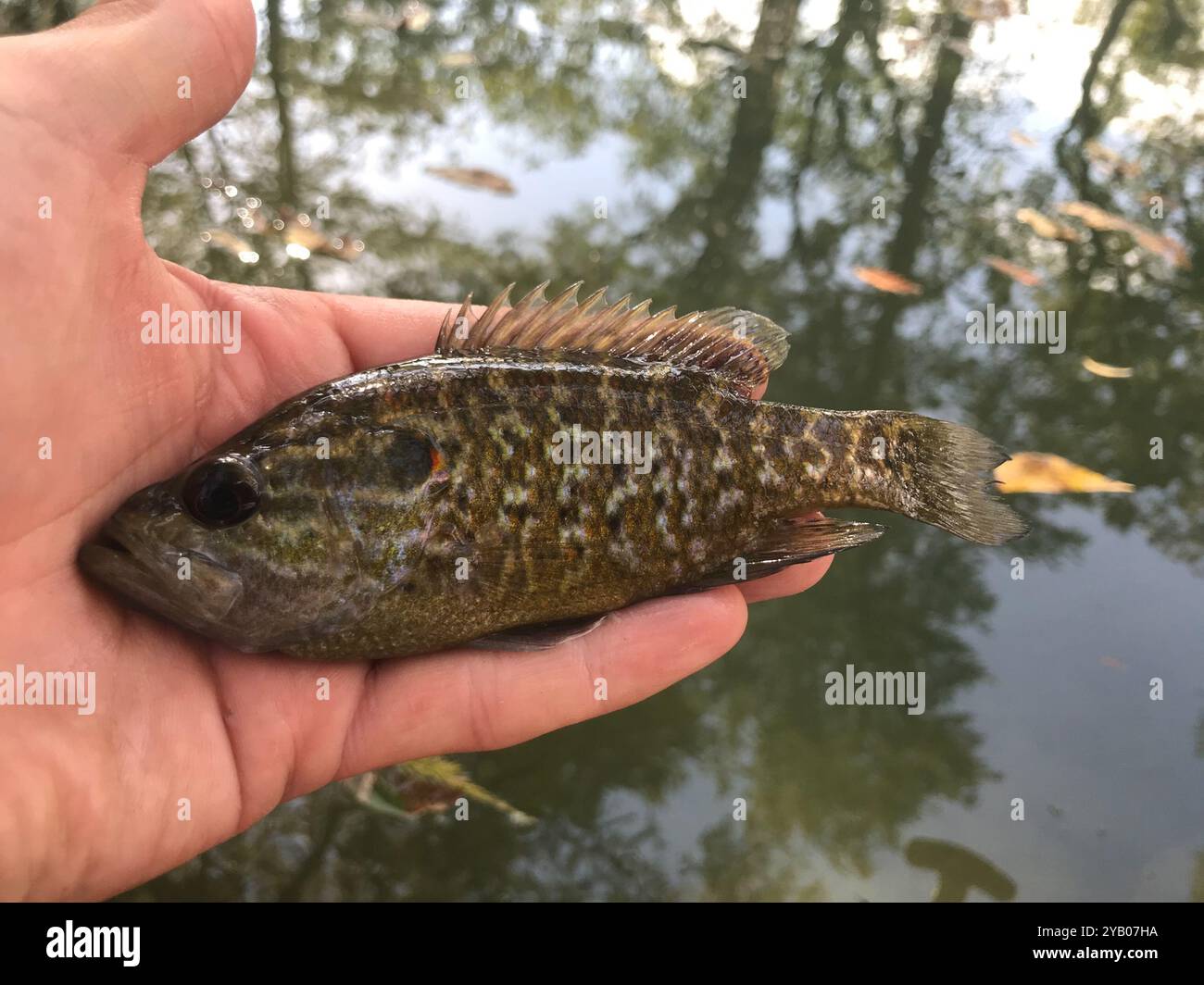 Warmouth (Lepomis gulosus) Actinopterygii Stock Photo - Alamy