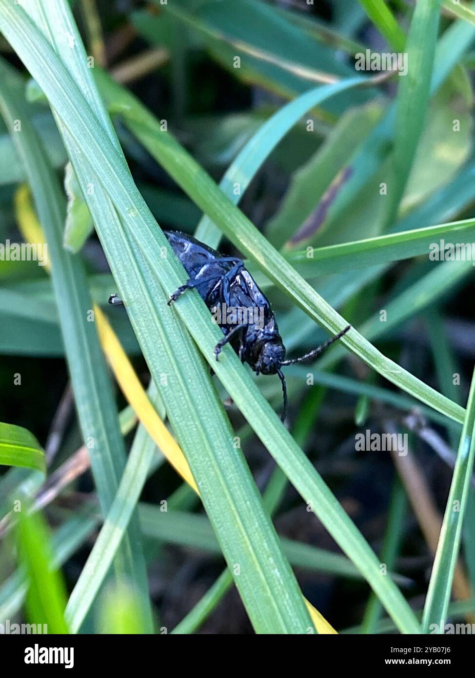 black-punctured leaf beetle (Galeruca tanaceti) Insecta Stock Photo - Alamy