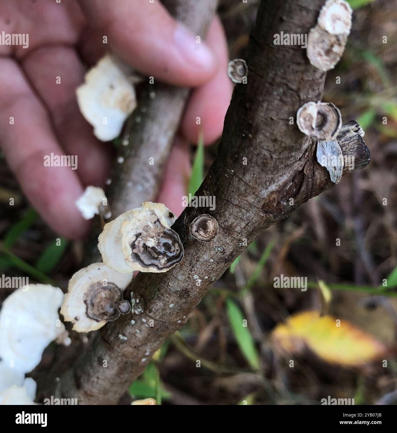 little nest polypore (Trametes conchifer) Fungi Stock Photo - Alamy