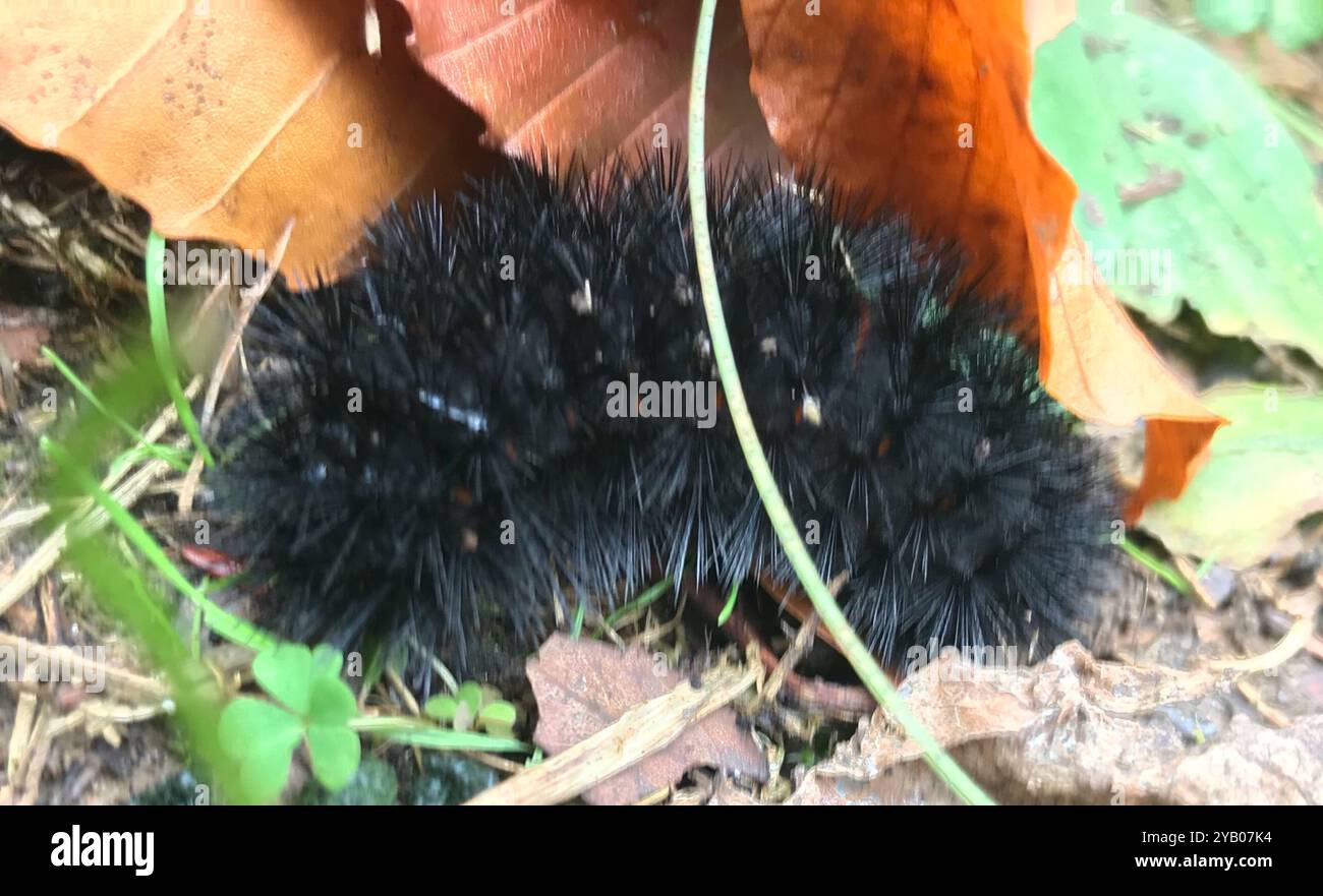 Giant Leopard Moth (Hypercompe scribonia) Insecta Stock Photo - Alamy