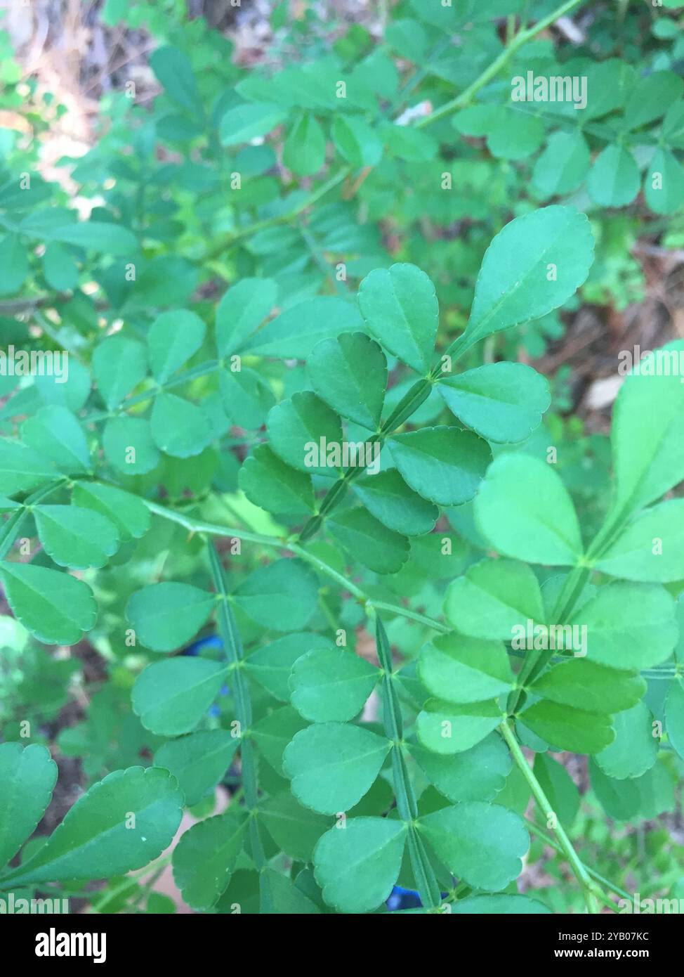 Lime Prickly-ash (Zanthoxylum fagara) Plantae Stock Photo - Alamy